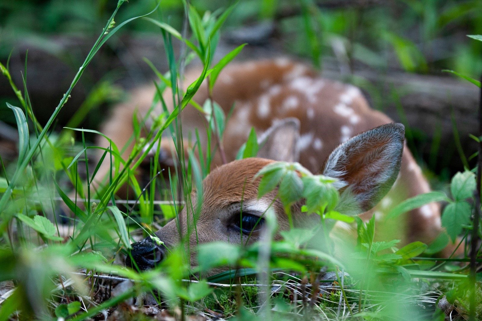 The Ridges Sanctuary – Preservation, Education, and Research - The ...