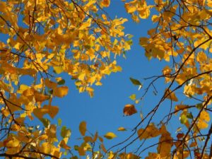 The Ridges Sanctuary – Preservation, Education, and Research - The ...