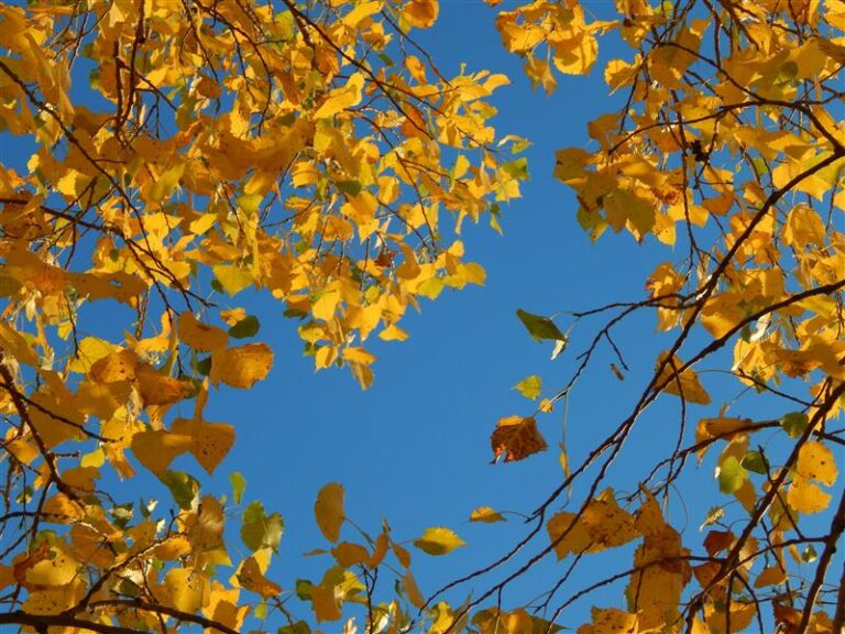 The Ridges Sanctuary – Preservation, Education, and Research - The ...