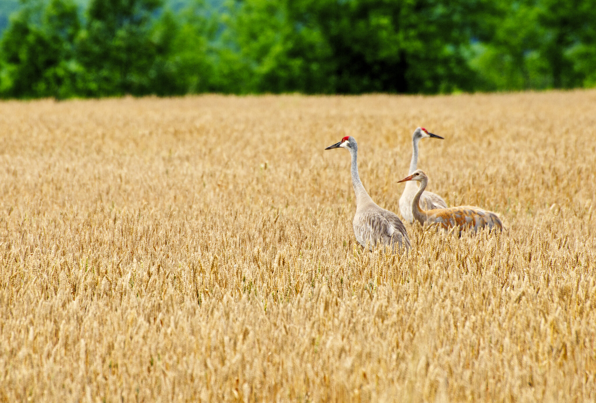 The Ridges Sanctuary – Preservation, Education, and Research - The ...
