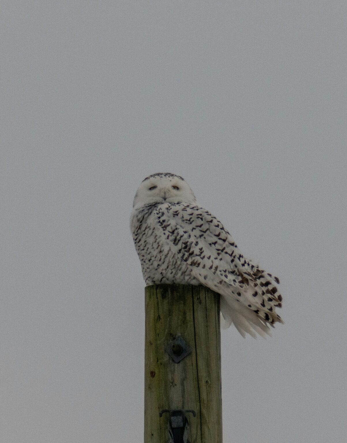 Nature Notes: Owl Prowling - The Ridges Sanctuary