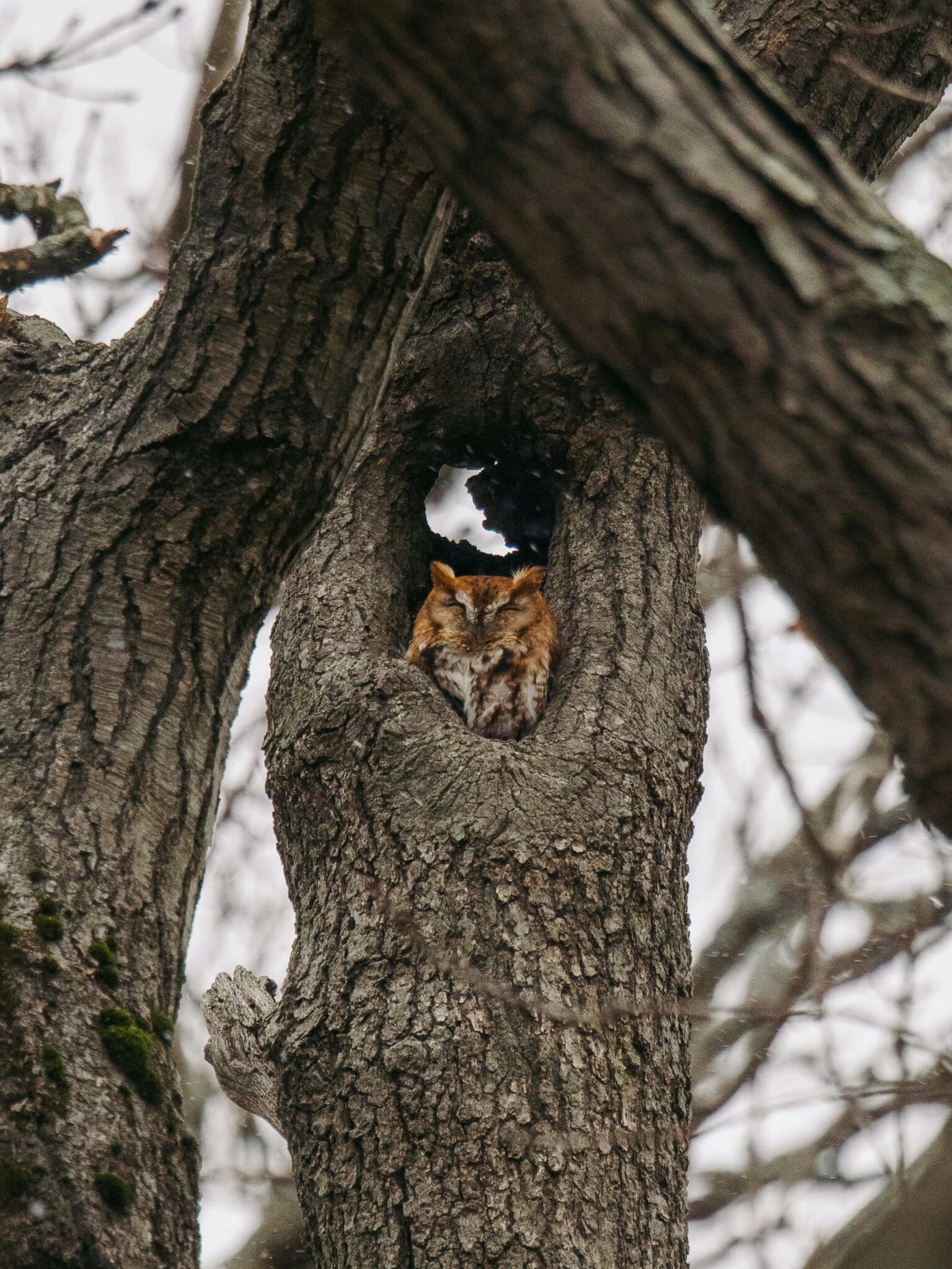 Nature Notes: Owl Prowling - The Ridges Sanctuary