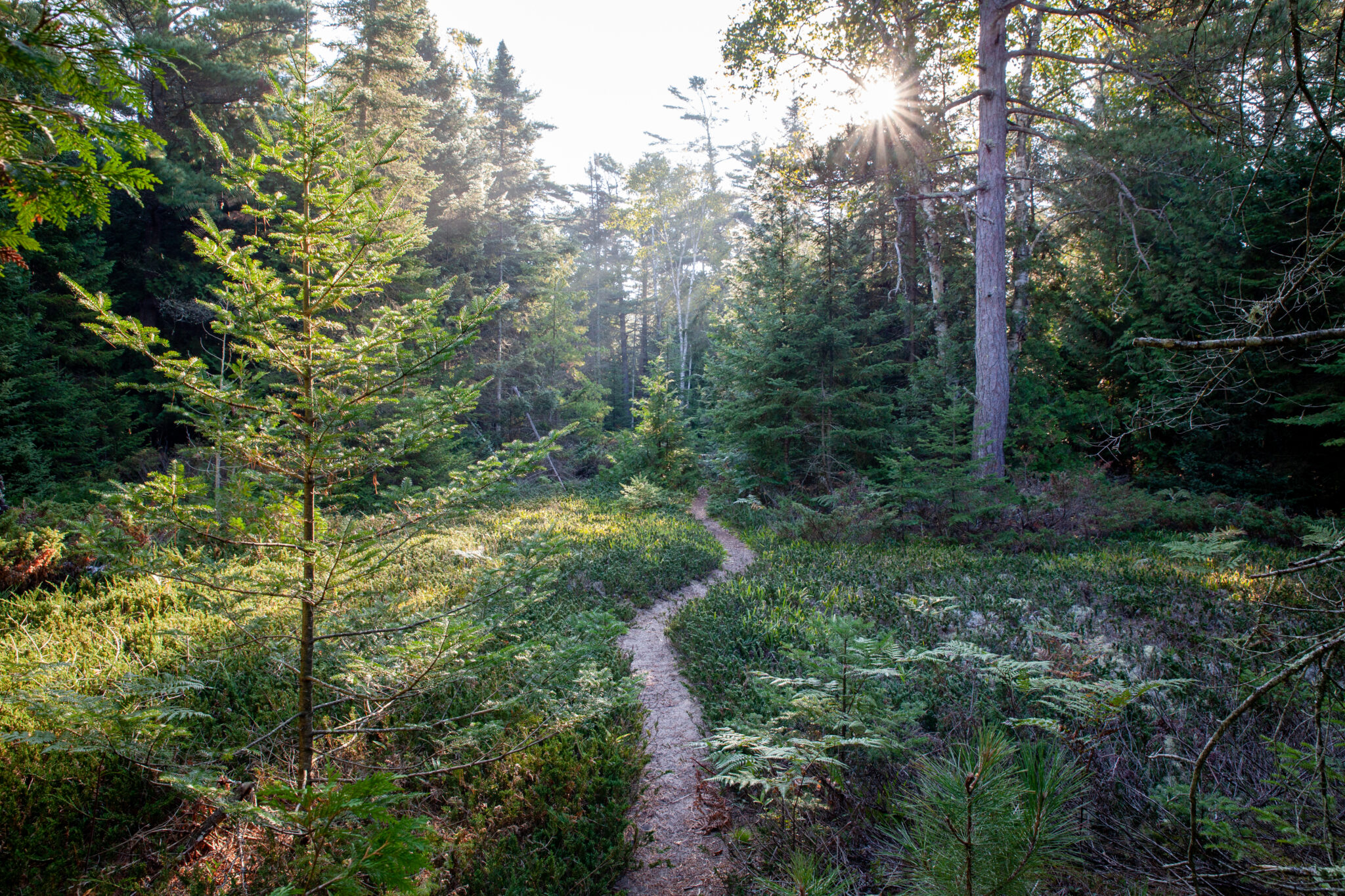 How To Be A Good Environmental Steward - The Ridges Sanctuary