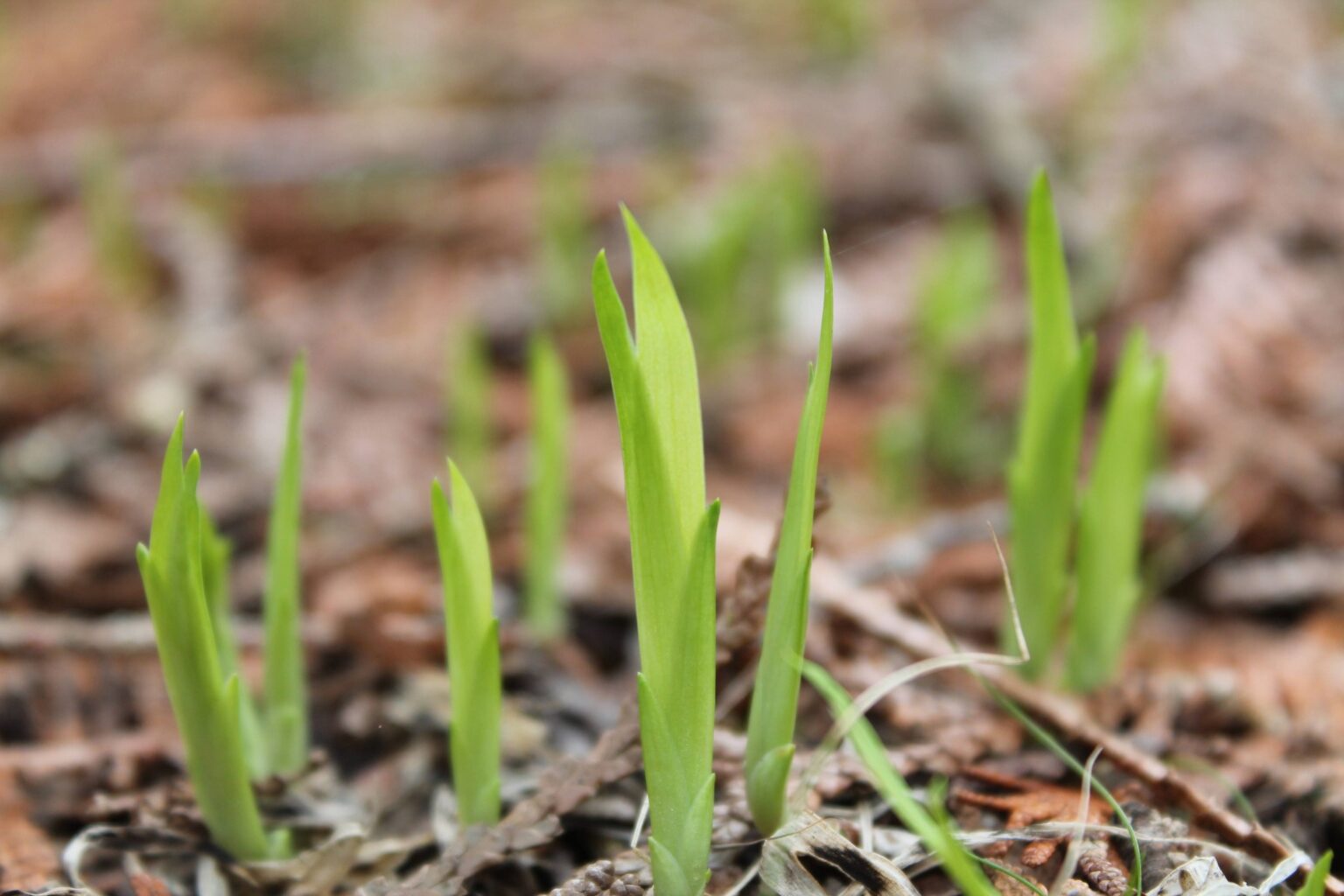 Nature Notes: Research for Restoration: Protecting Native Plants at The ...