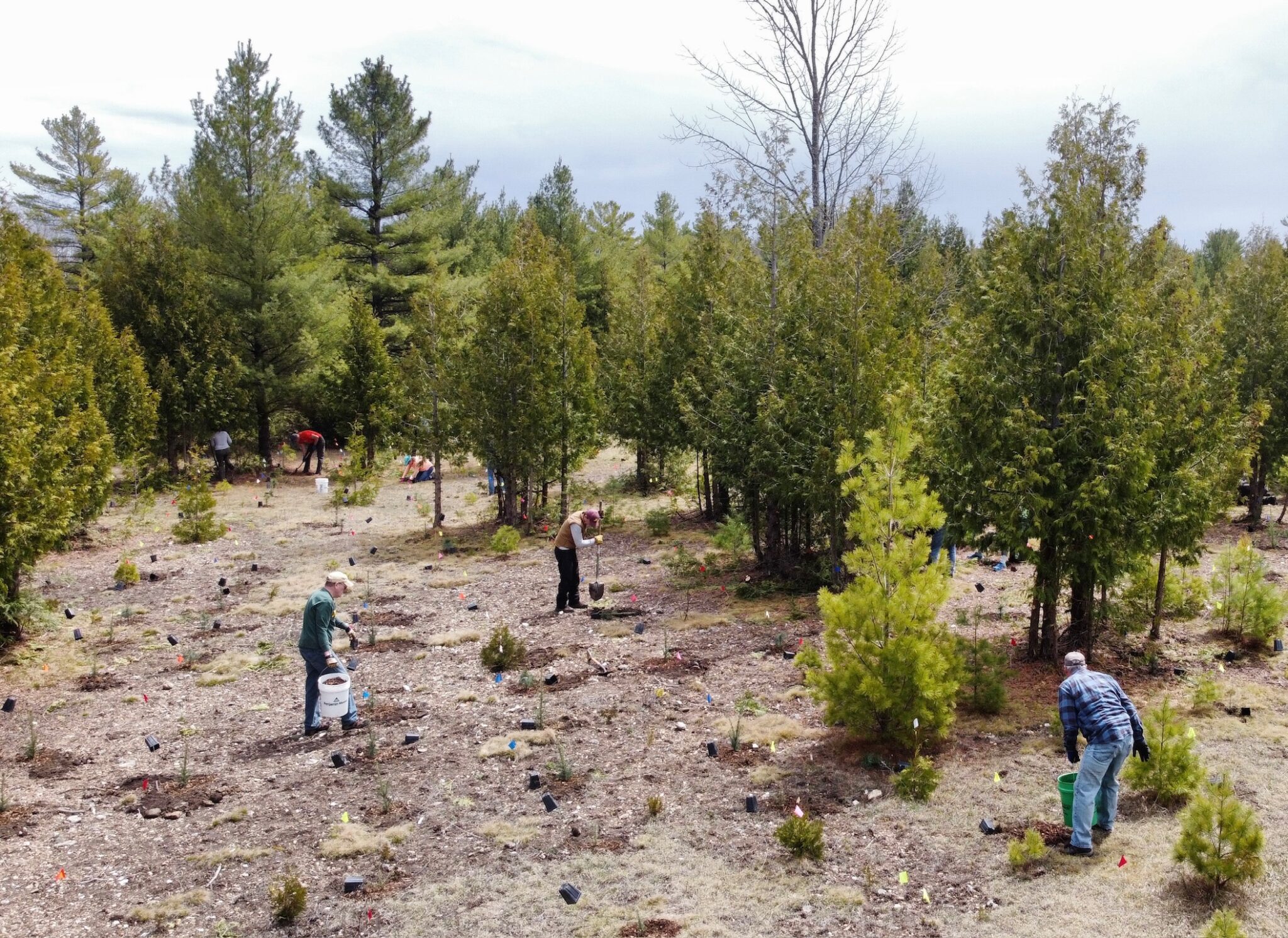 Boreal Climate Survivability Project: Restoring Door County Forests for ...