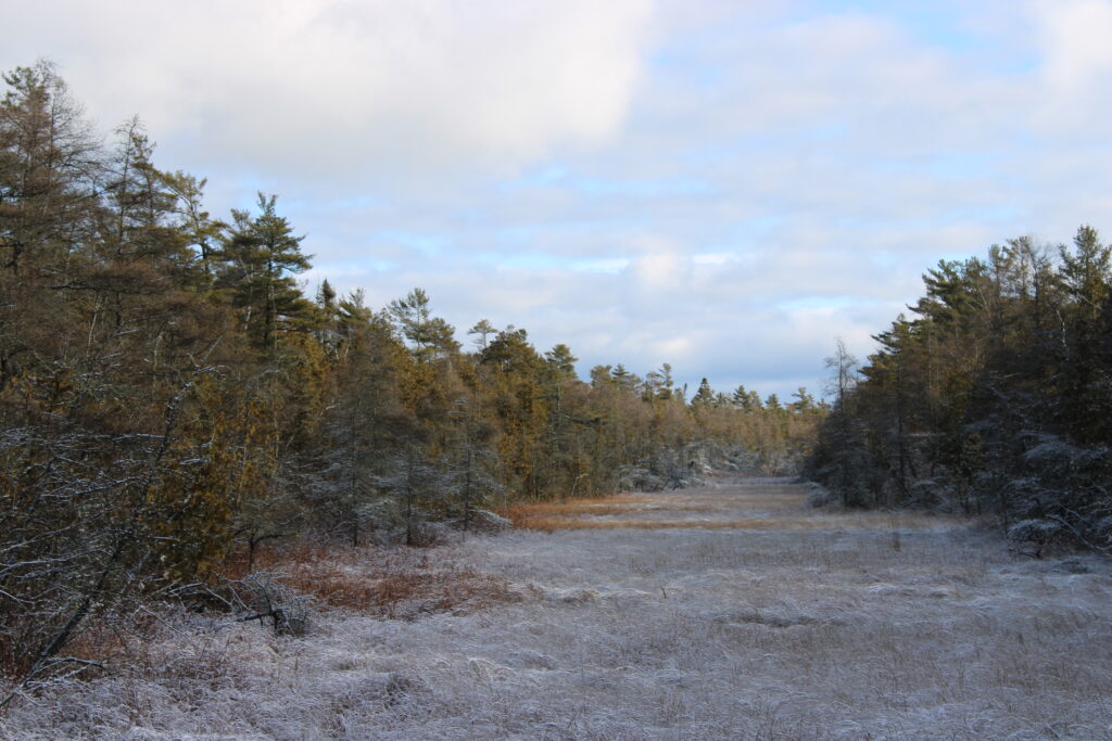 A Year of Gratitude and Thanks - The Ridges Sanctuary