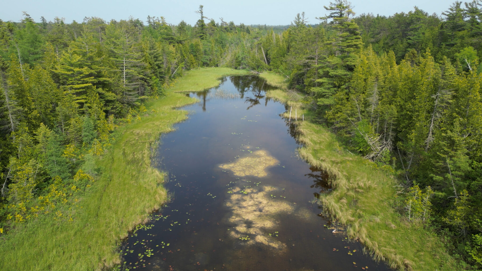 Nature Notes: Protecting Rare Ecosystems - The Ridges Sanctuary